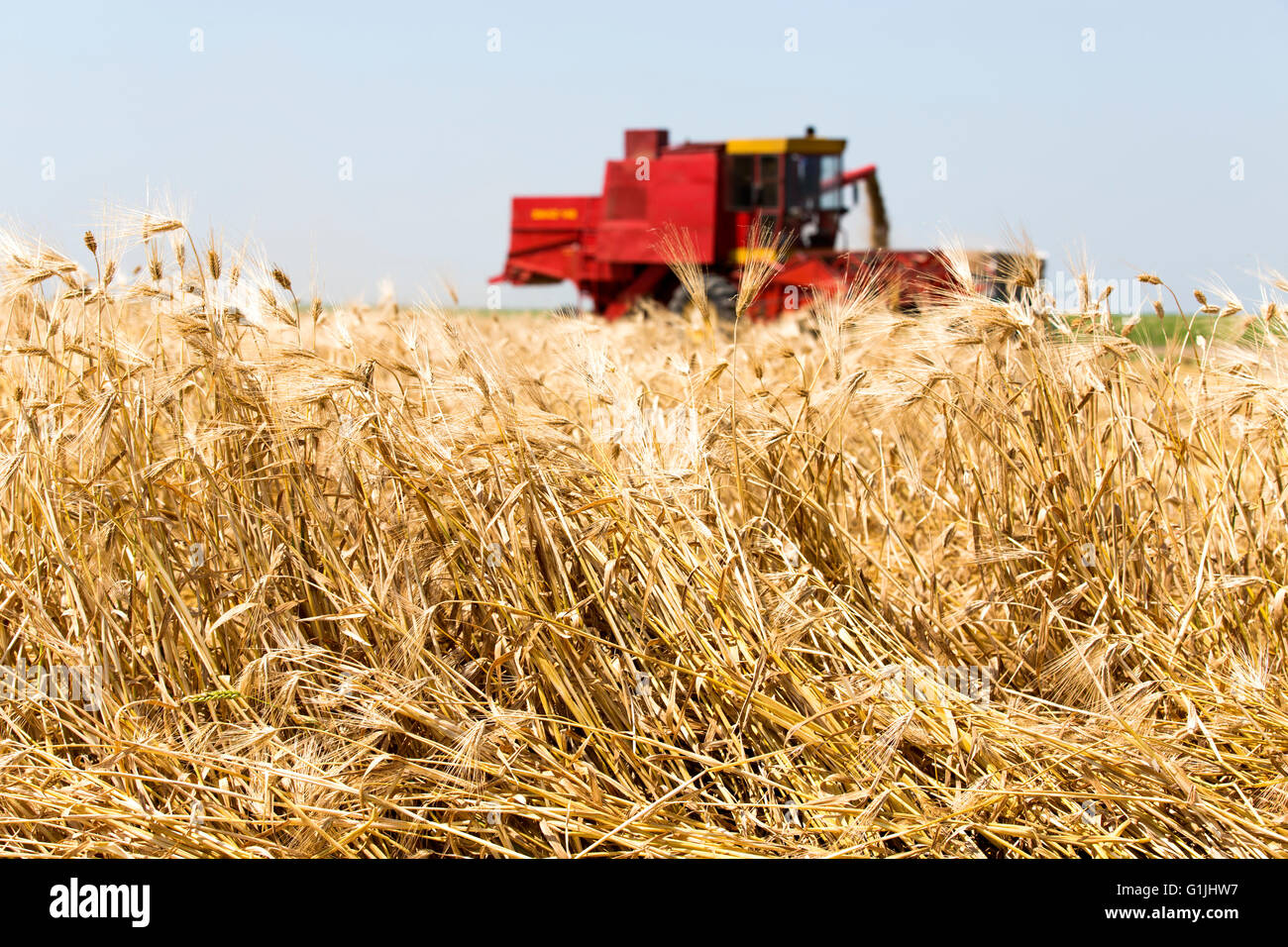 Combine harvesting beer barley on a bright, sunny day Stock Photo - Alamy