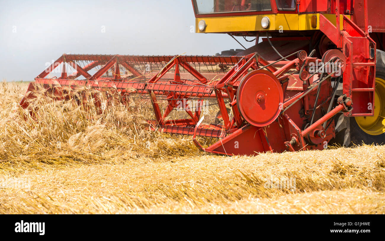 Combine harvester in action on barley field harvesting Stock Photo - Alamy