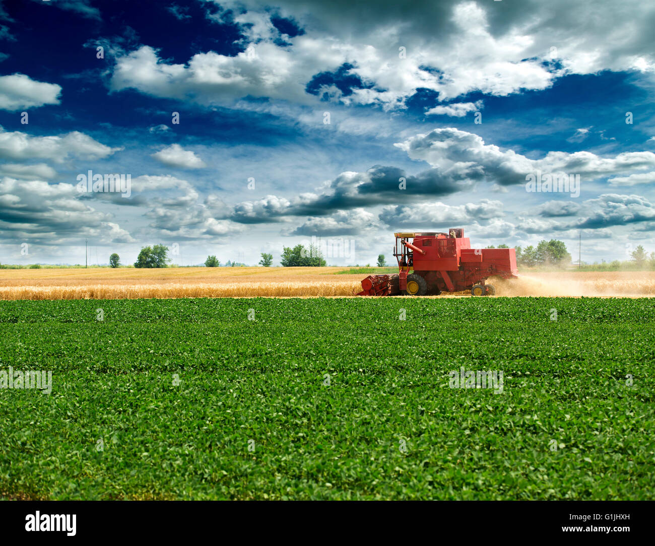 Combine harvesting barley over soybean fields Stock Photo - Alamy