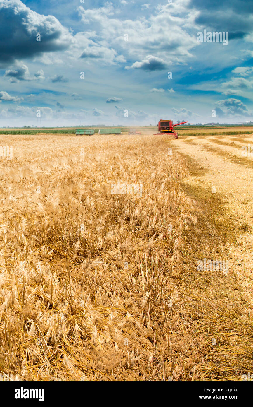 Combine harvester in action on barley field harvesting Stock Photo - Alamy
