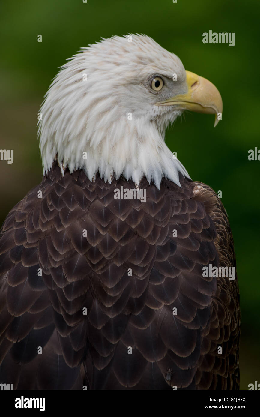 Blinking Eagle High Resolution Stock Photography and Images - Alamy