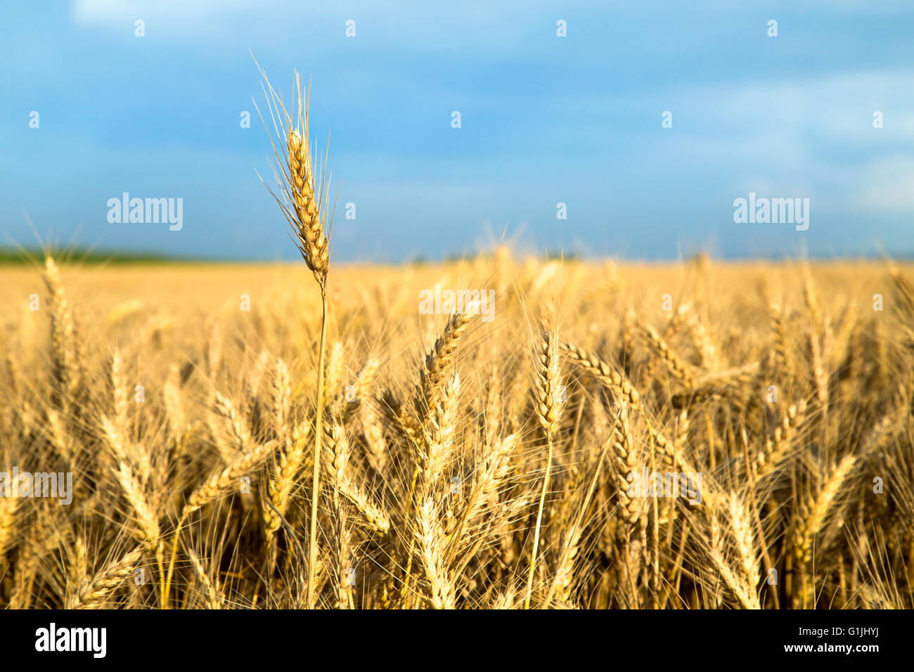 Ripe wheat ear close-up shot Stock Photo - Alamy