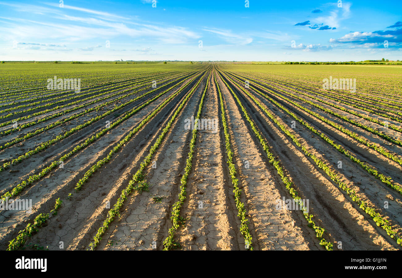 Soya bean plants hi-res stock photography and images - Alamy