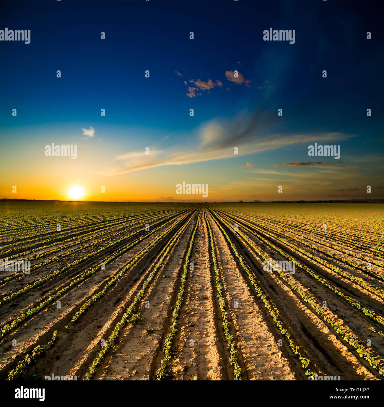 Plants growing field sky sunset field hi-res stock photography and ...