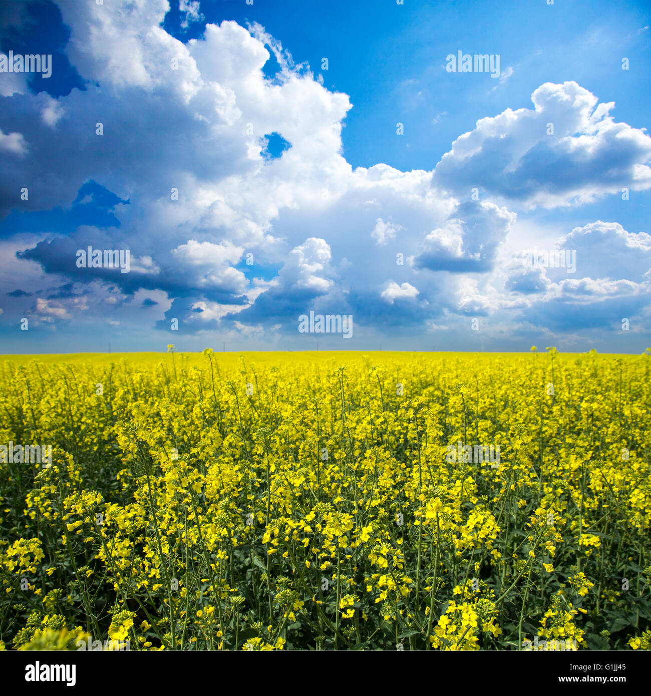 Oilseeds Cultivation