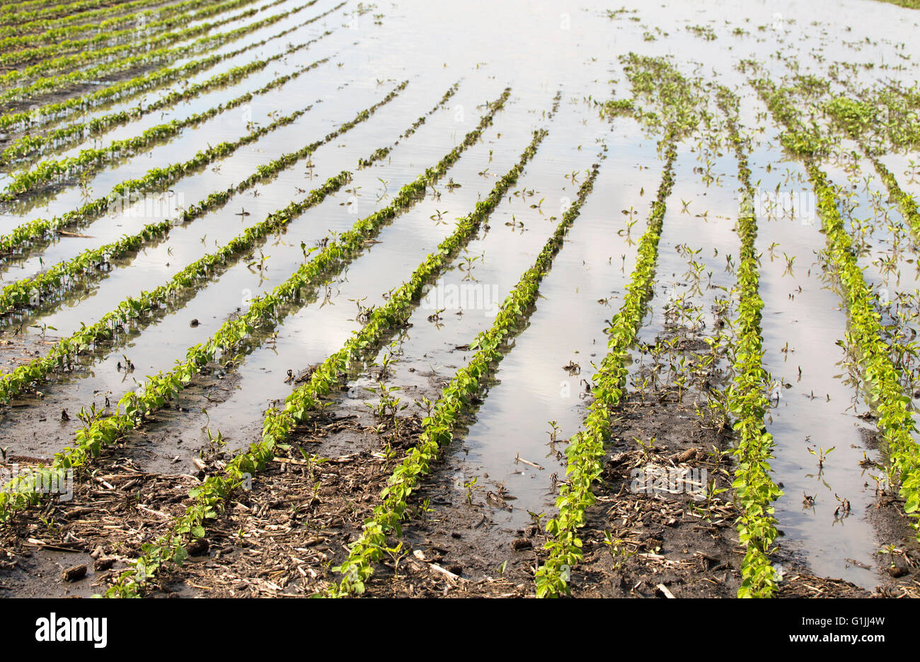 Agricultural disaster, field of flooded soybean crops Stock Photo - Alamy