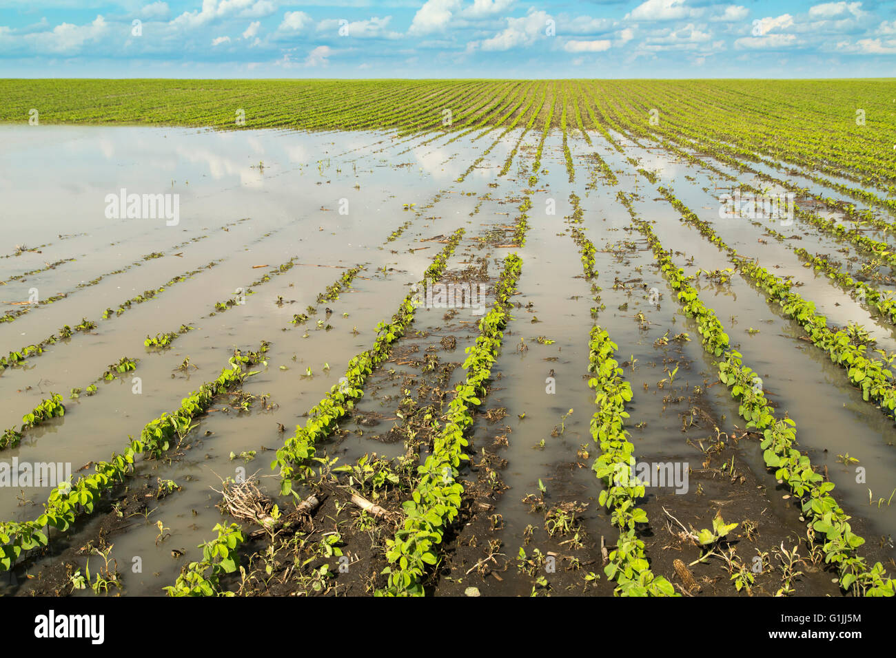 Agricultural disaster, flooded soybean crops Stock Photo - Alamy