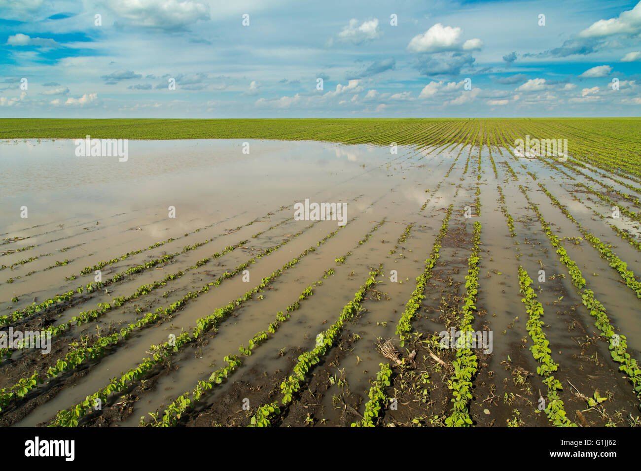 Agricultural disaster, flooded soybean crops Stock Photo - Alamy