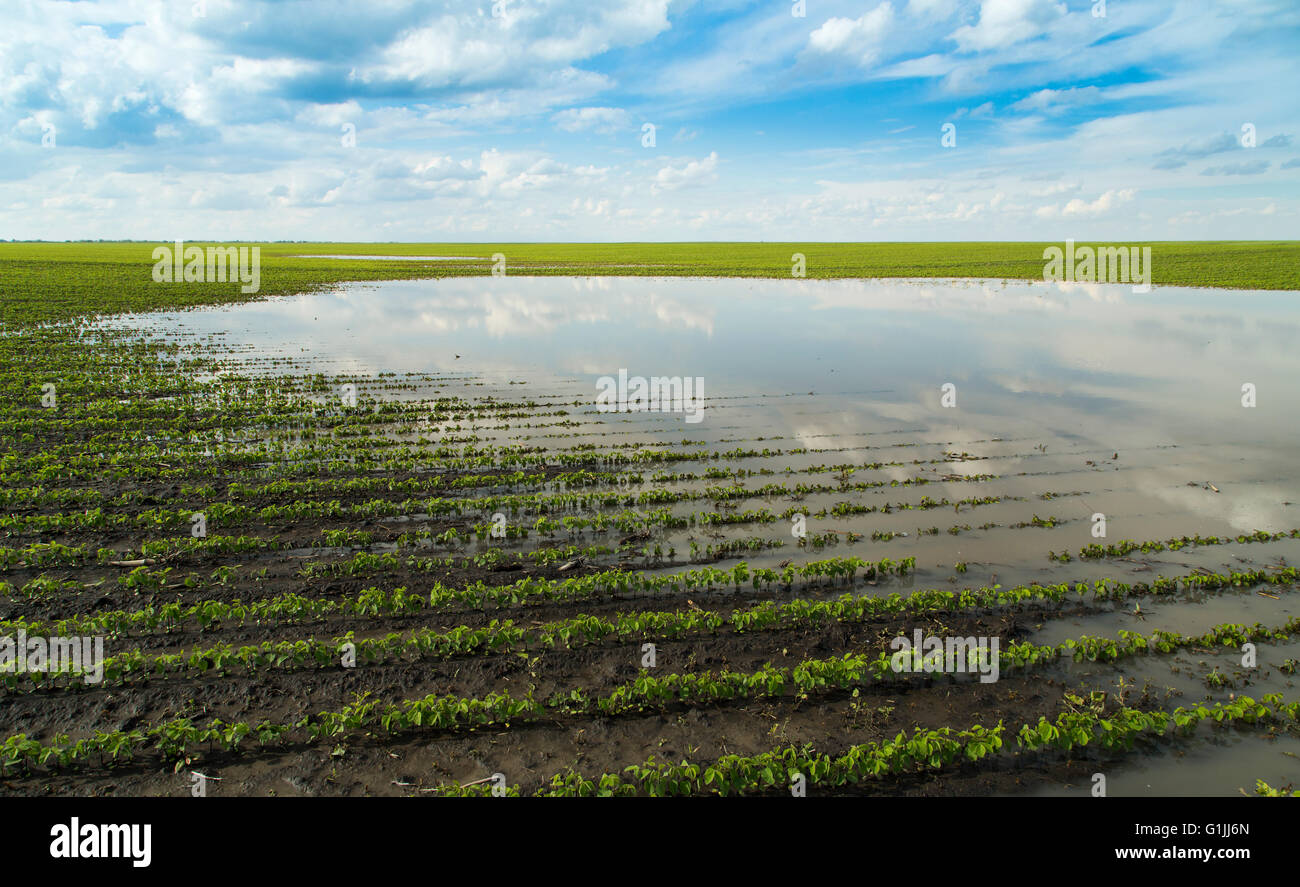 Agricultural disaster, flooded soybean crops Stock Photo - Alamy