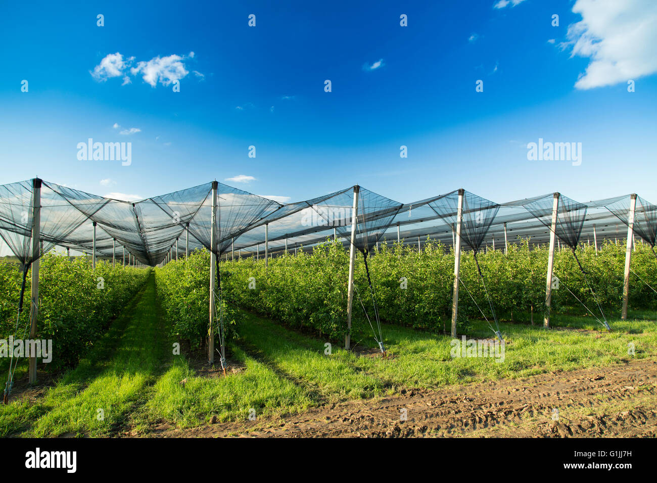 Apple orchard covered with anti hail net Stock Photo - Alamy