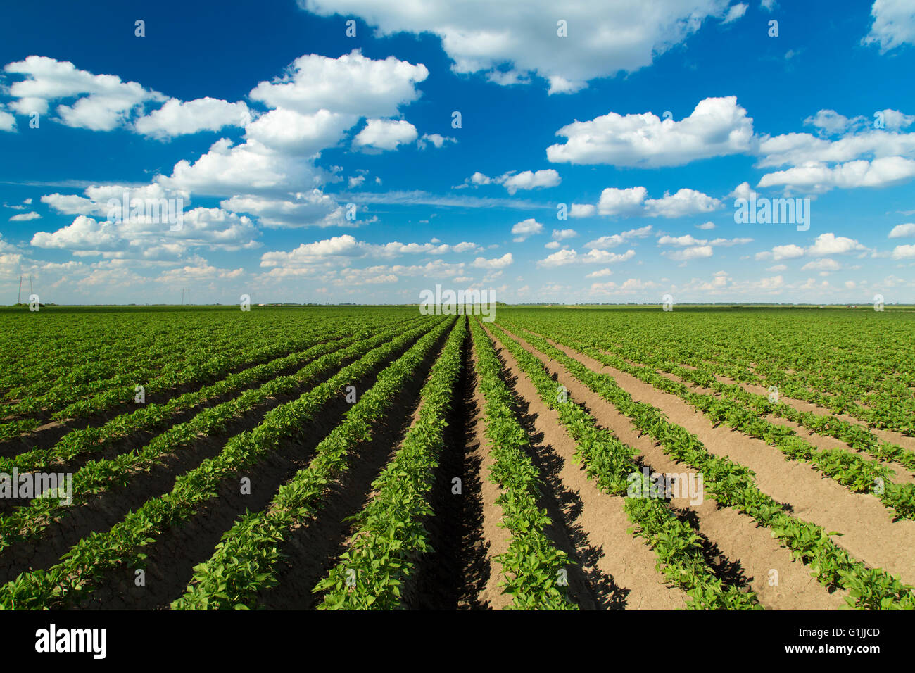 Potato crops hi-res stock photography and images - Alamy