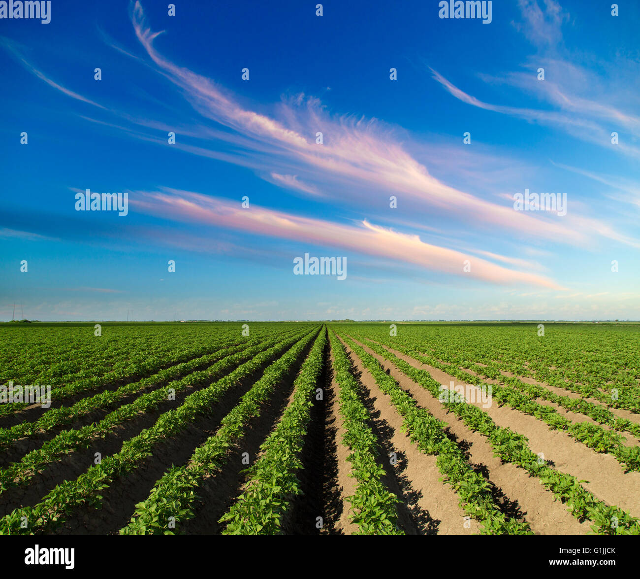 Green field of potato crops in a row Stock Photo - Alamy