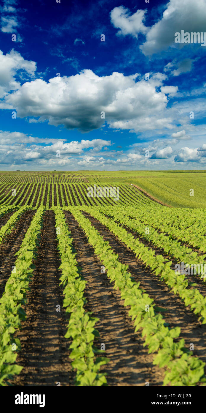 Green sunflower crops field maturing on hill Stock Photo - Alamy