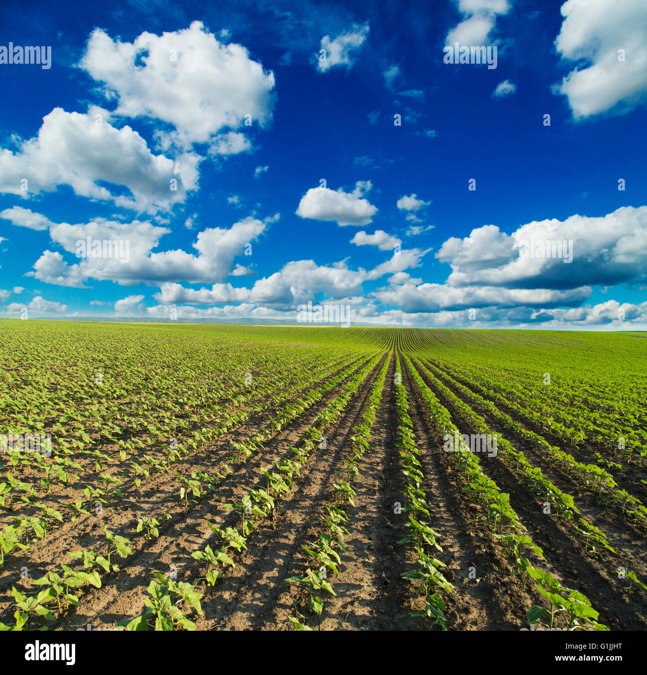 Green sunflower crops field maturing Stock Photo - Alamy