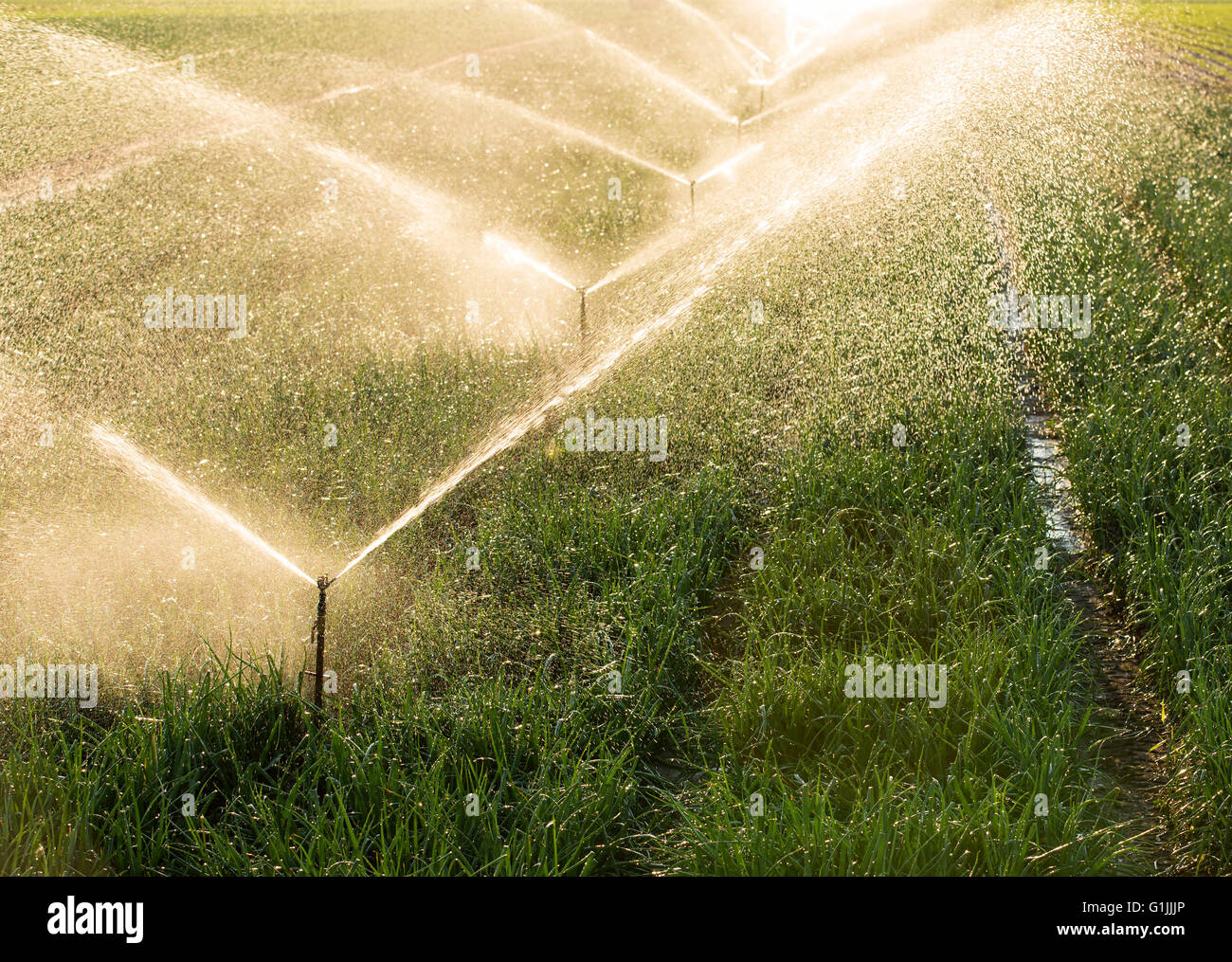 Spray irrigation of crops hi-res stock photography and images - Alamy