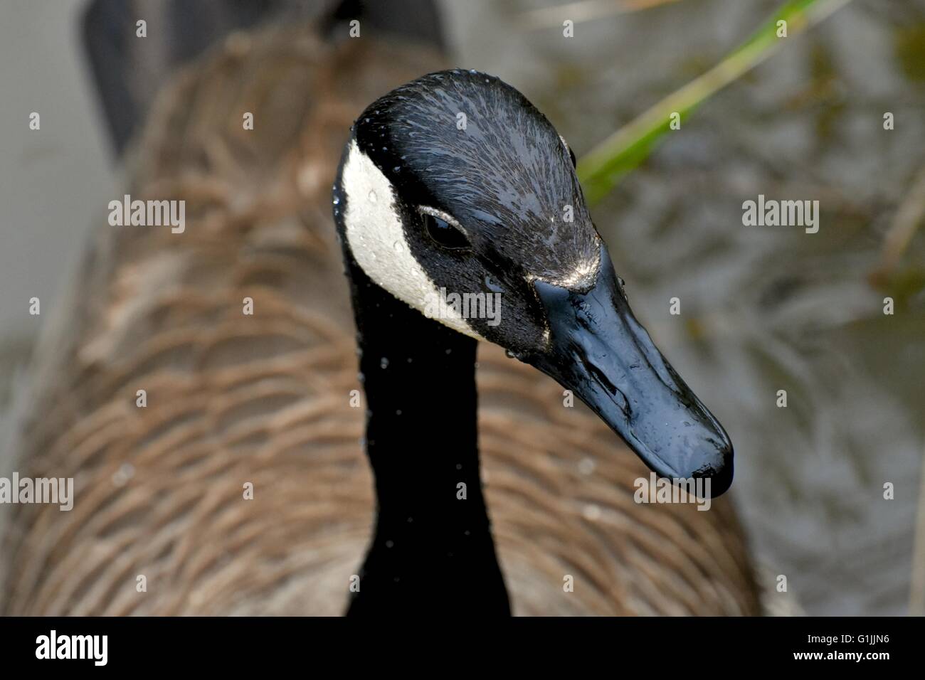 A beautiful Canadian goose shot up close Stock Photo - Alamy