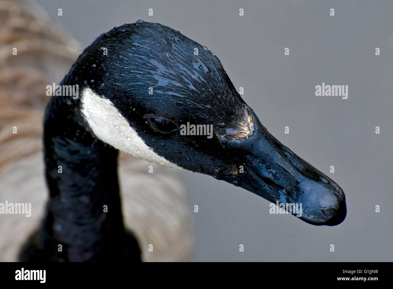 A beautiful Canadian goose shot up close Stock Photo - Alamy