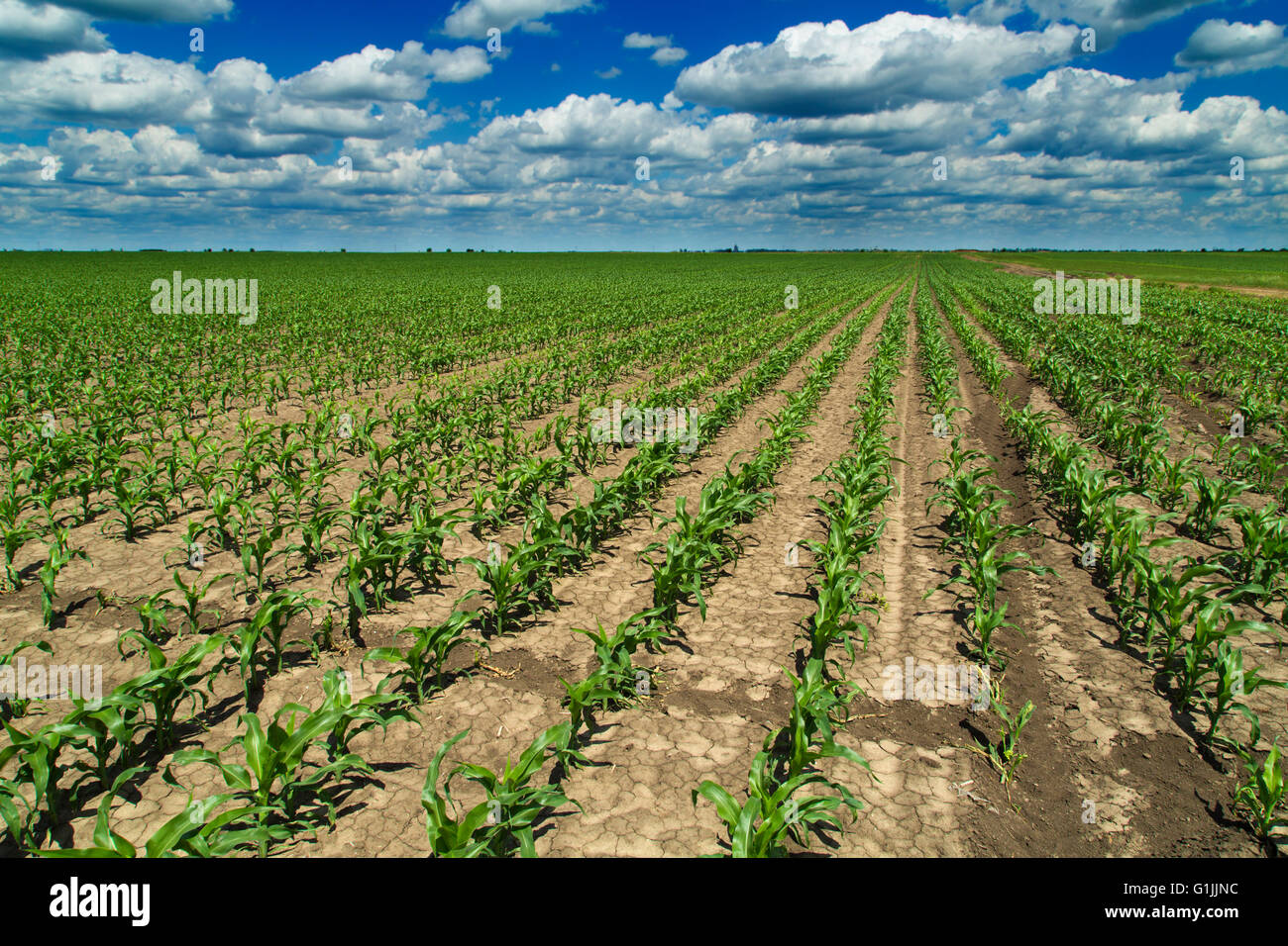 Corn, maize, green field landscape Stock Photo - Alamy