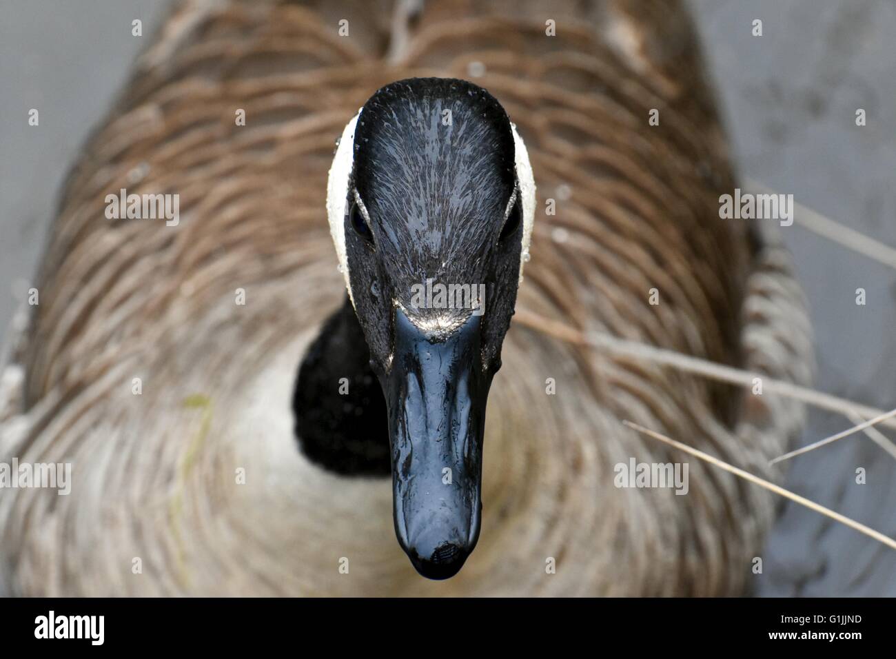 A beautiful Canadian goose shot up close Stock Photo - Alamy