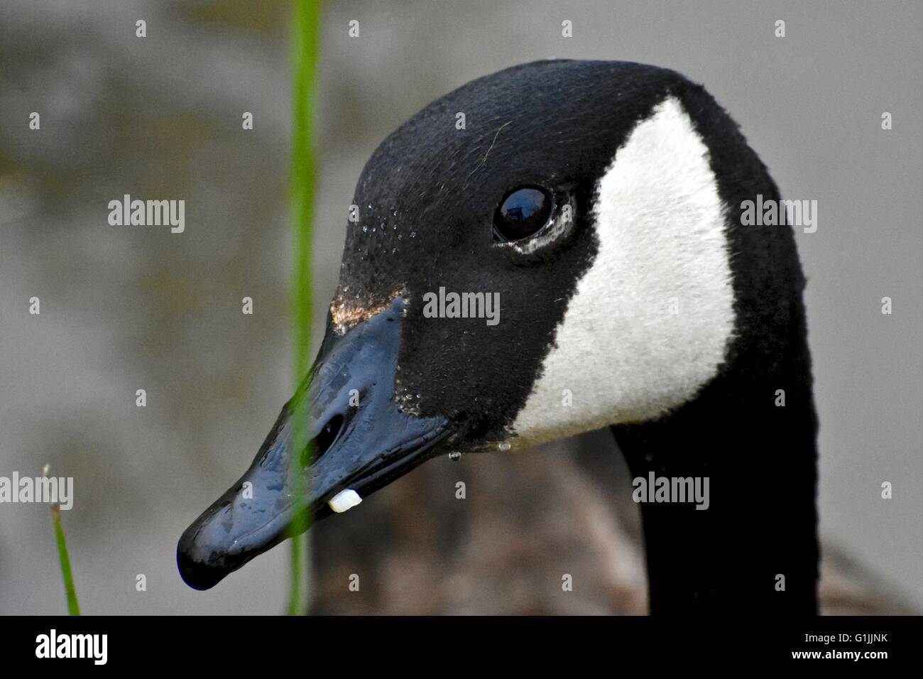 Head shot goose hi-res stock photography and images - Alamy