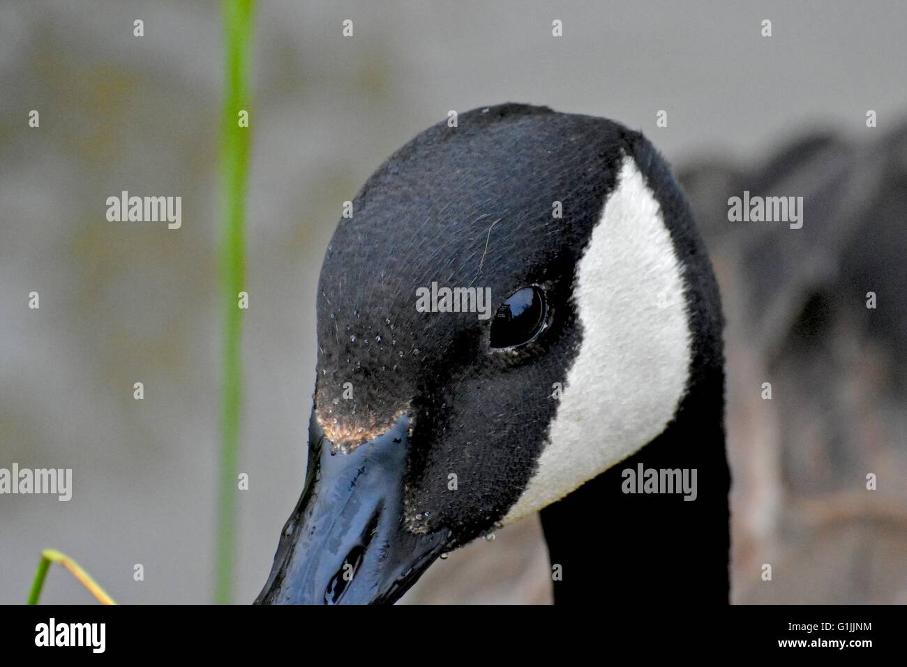 A beautiful Canadian goose shot up close Stock Photo - Alamy