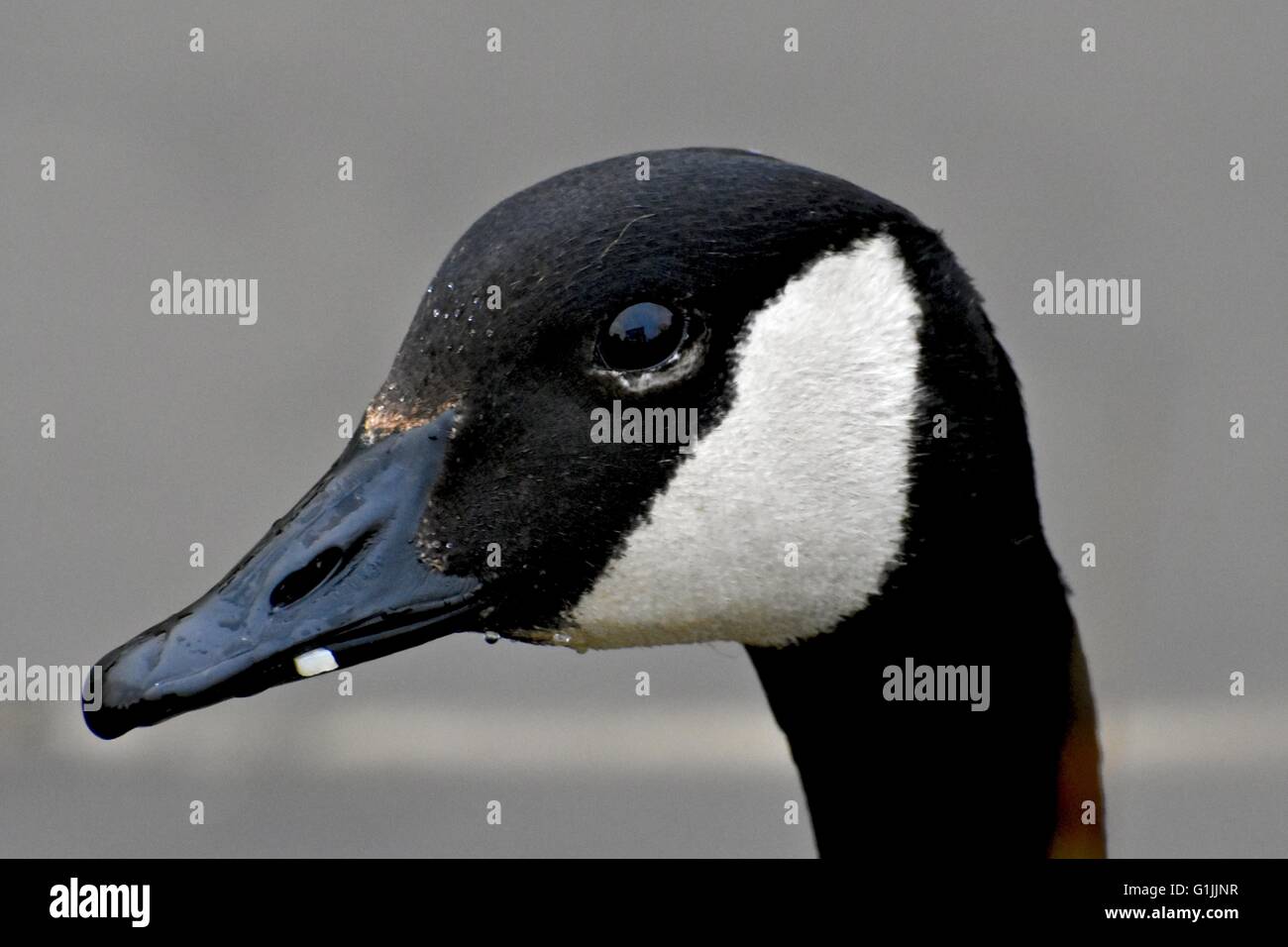 A beautiful Canadian goose shot up close Stock Photo - Alamy
