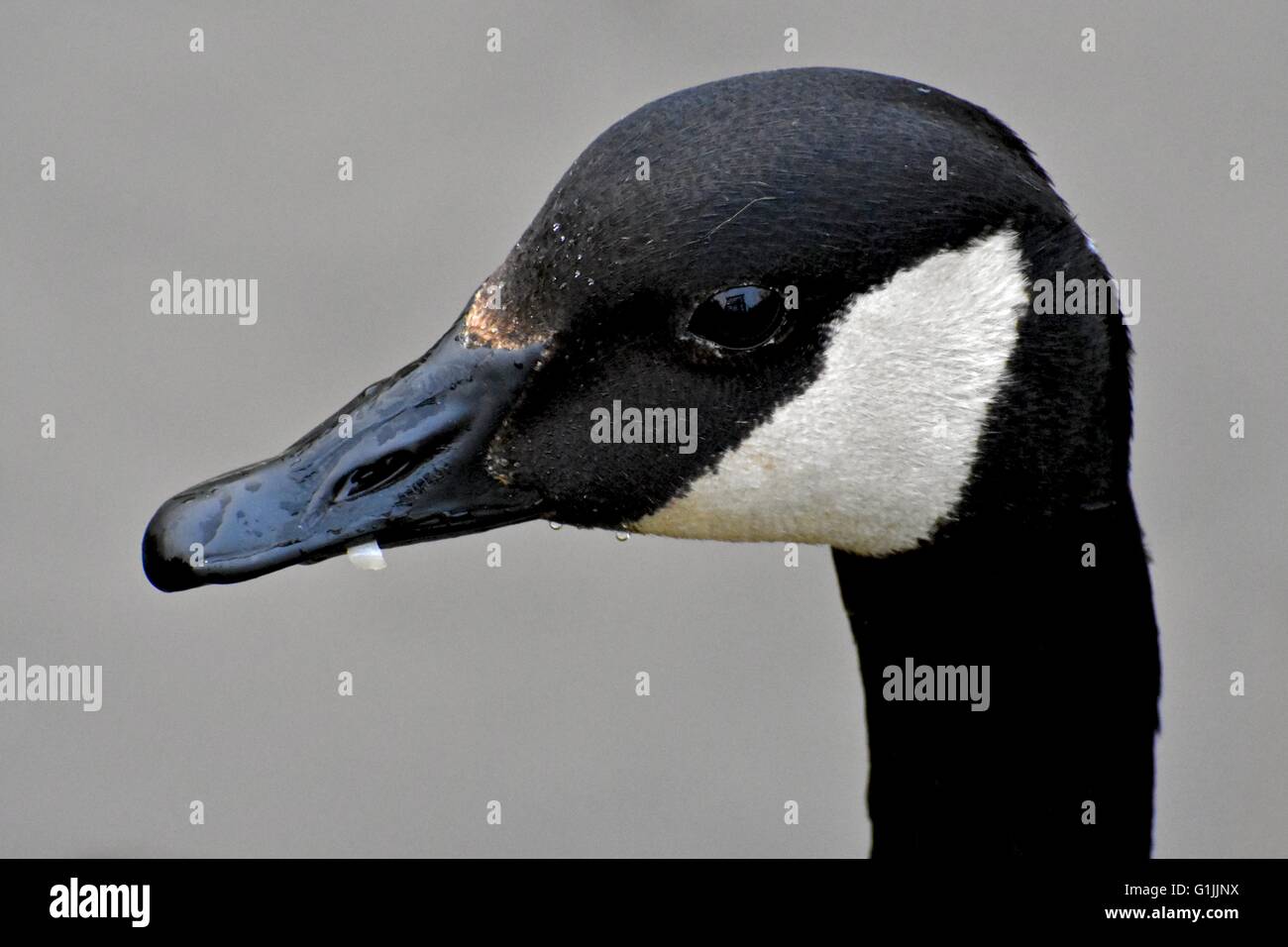 A beautiful Canadian goose shot up close Stock Photo - Alamy
