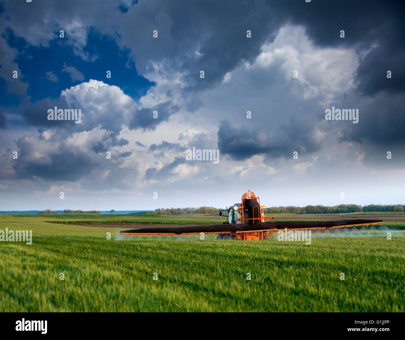 Farmer spraying wheat field at spring season, herbicides, pesticides ...