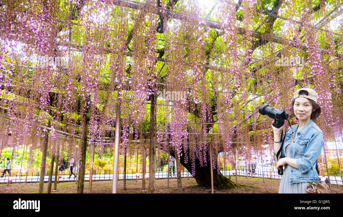 The Spring flowers series, wisteria trellis in garden Stock Photo - Alamy