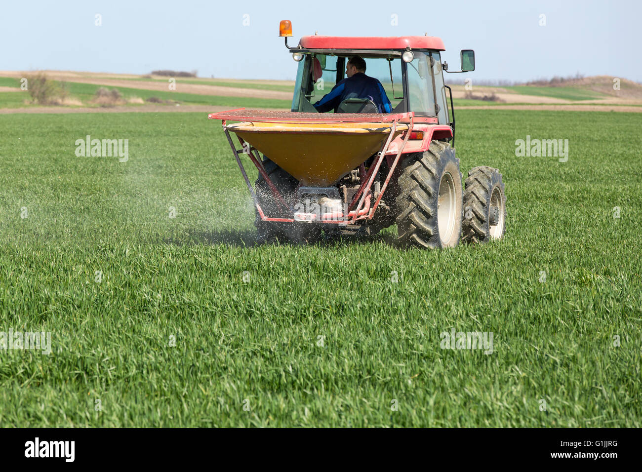 Farmer in tractor fertilizzing wheat field at spring with npk Stock ...