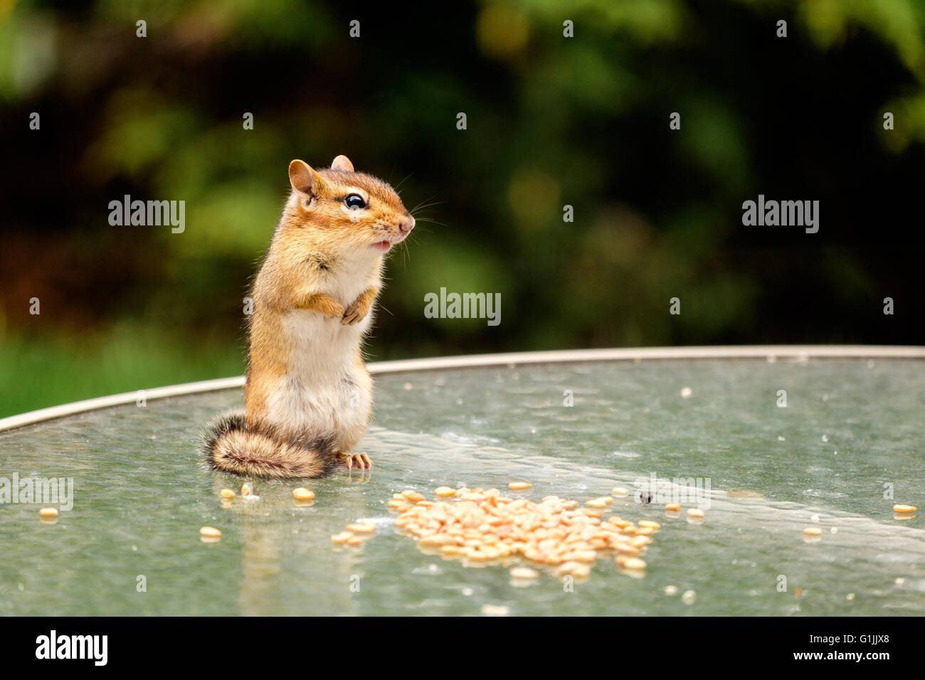 Chipmunk eating seeds in the backyard Stock Photo - Alamy