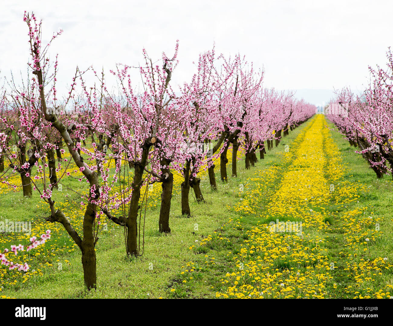 Flower orchard row hi-res stock photography and images - Alamy