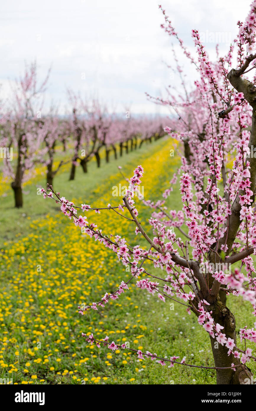 Peach tree in orchard blooming hi-res stock photography and images - Alamy