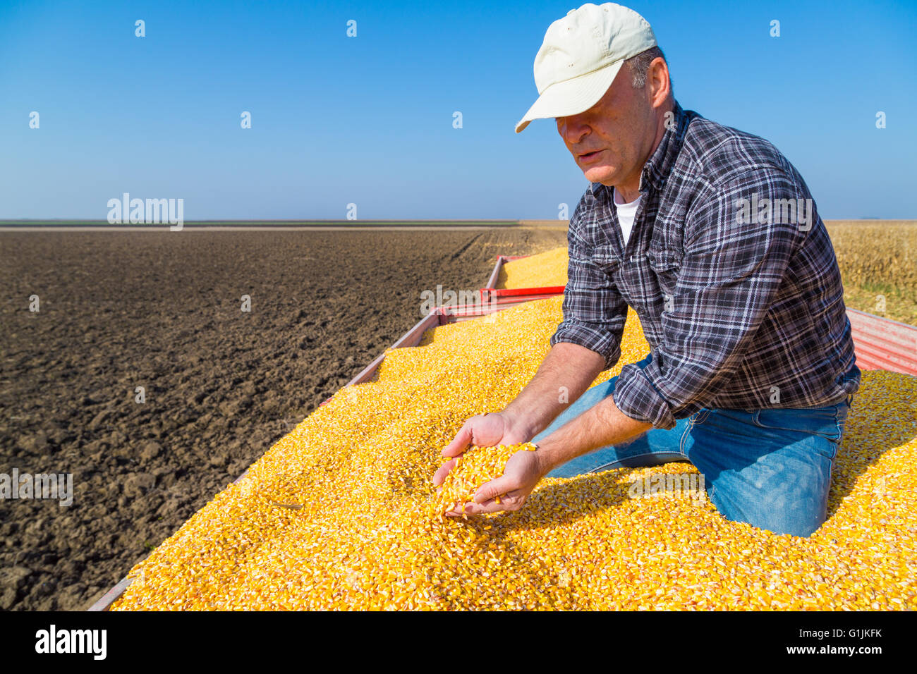Farmer harvesting corn hi-res stock photography and images - Alamy