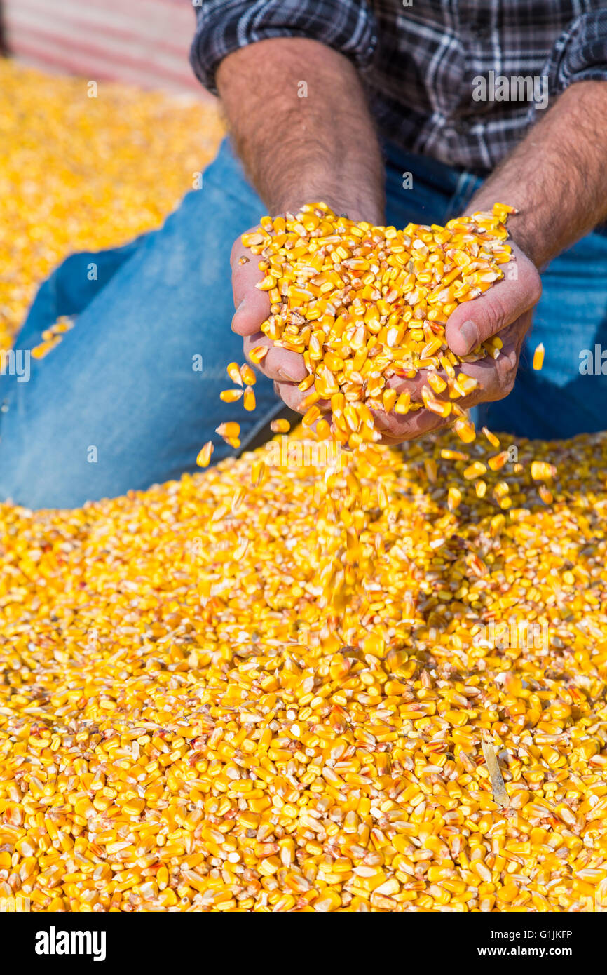 Farmer's hands showing freshly harvested corn grains Stock Photo - Alamy