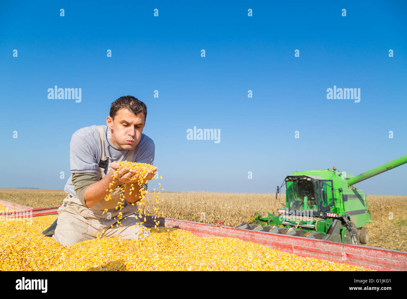 Farmer blowing dust from freshly harvested corn maize grains Stock ...