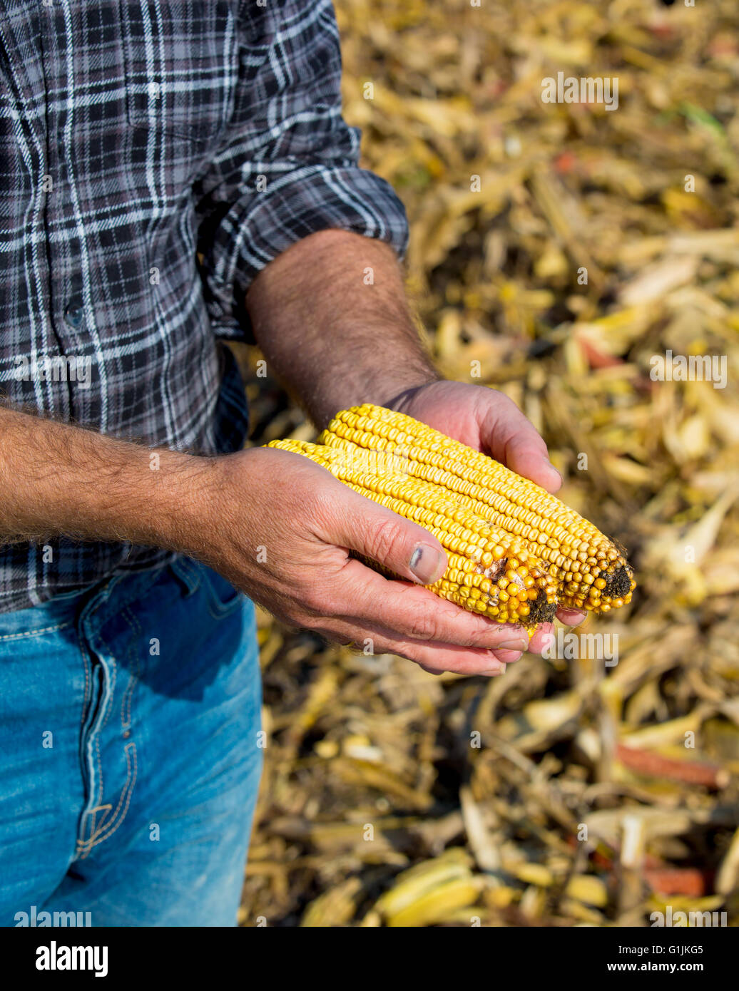 Farmer inspecting corn maize cobs during harvesting season at field ...