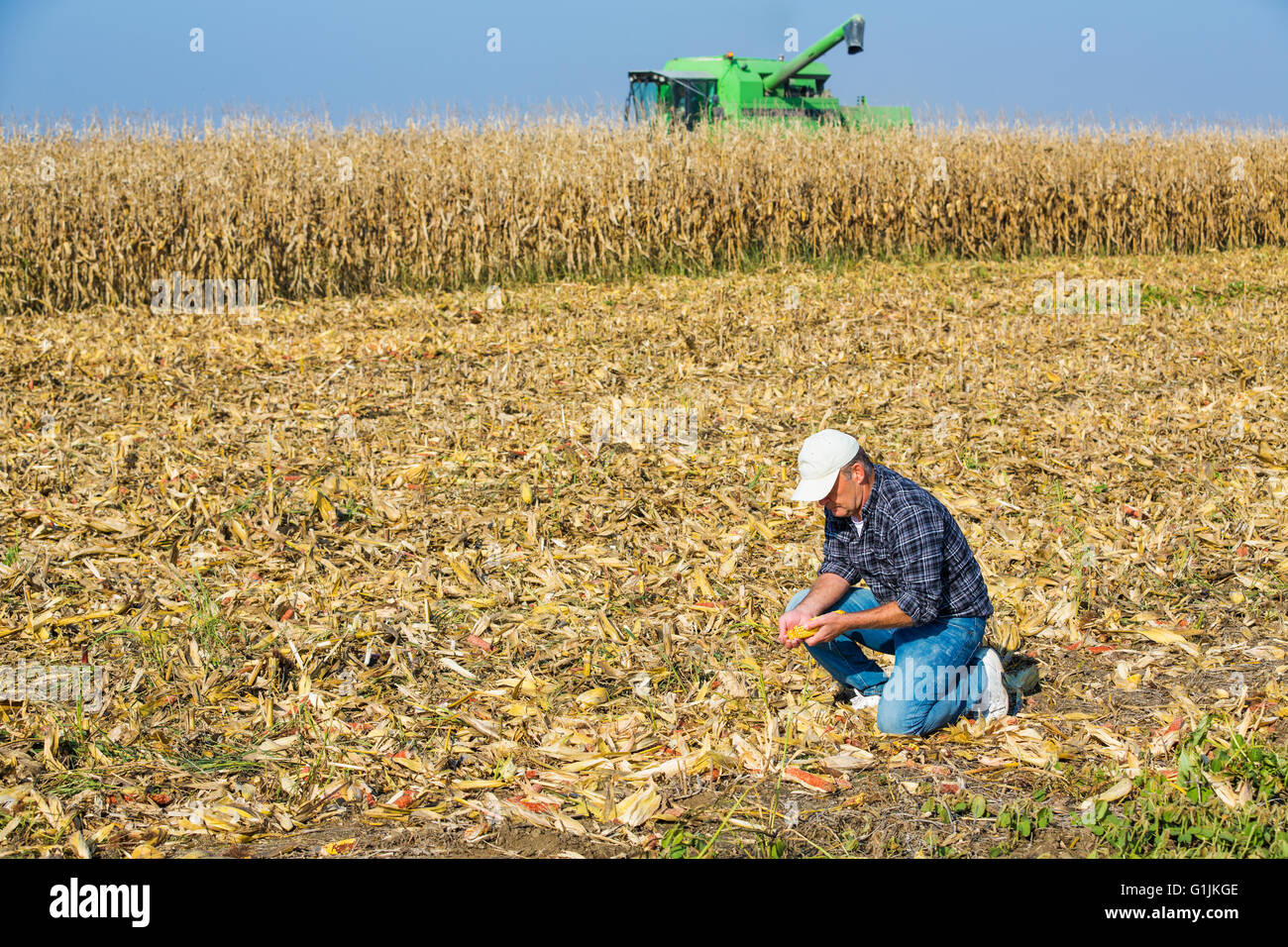 Farmer inspecting corn maize cobs during harvesting season at field ...
