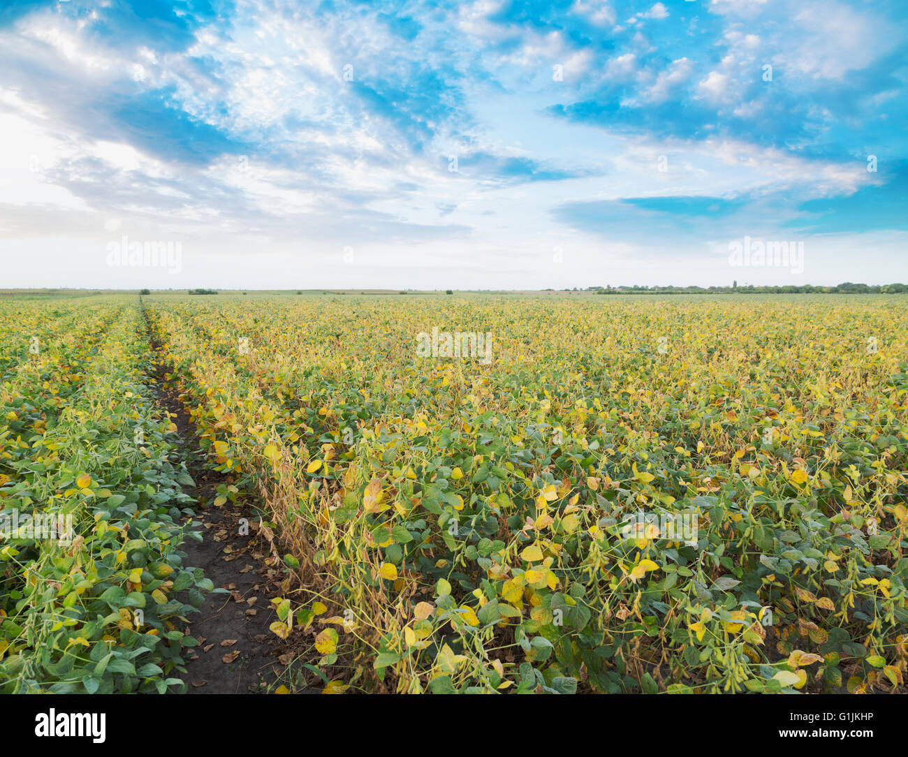 Soybean field ripe just before harvest, agricultural landscape Stock ...