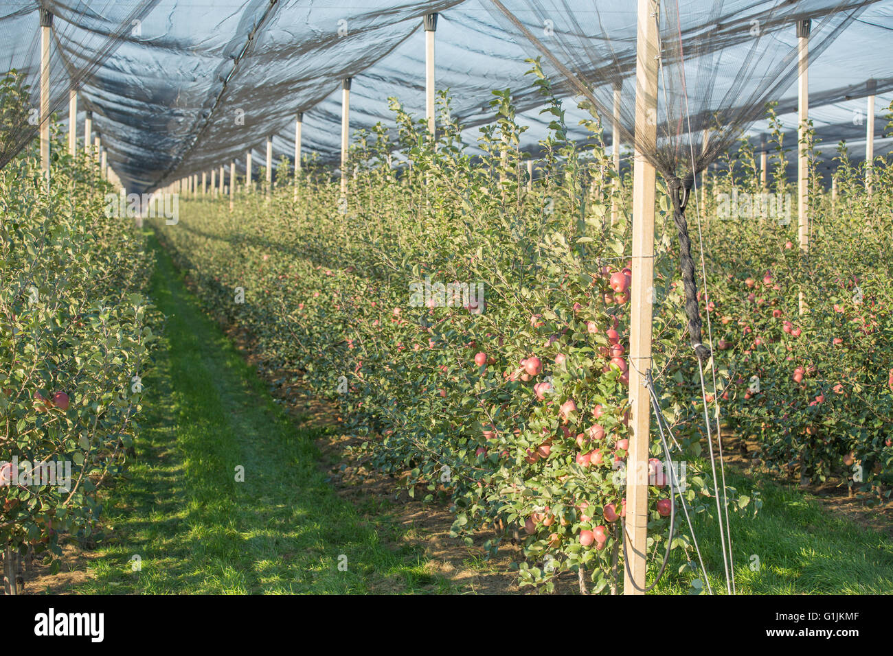 Apple orchard covered with anti hail net Stock Photo - Alamy