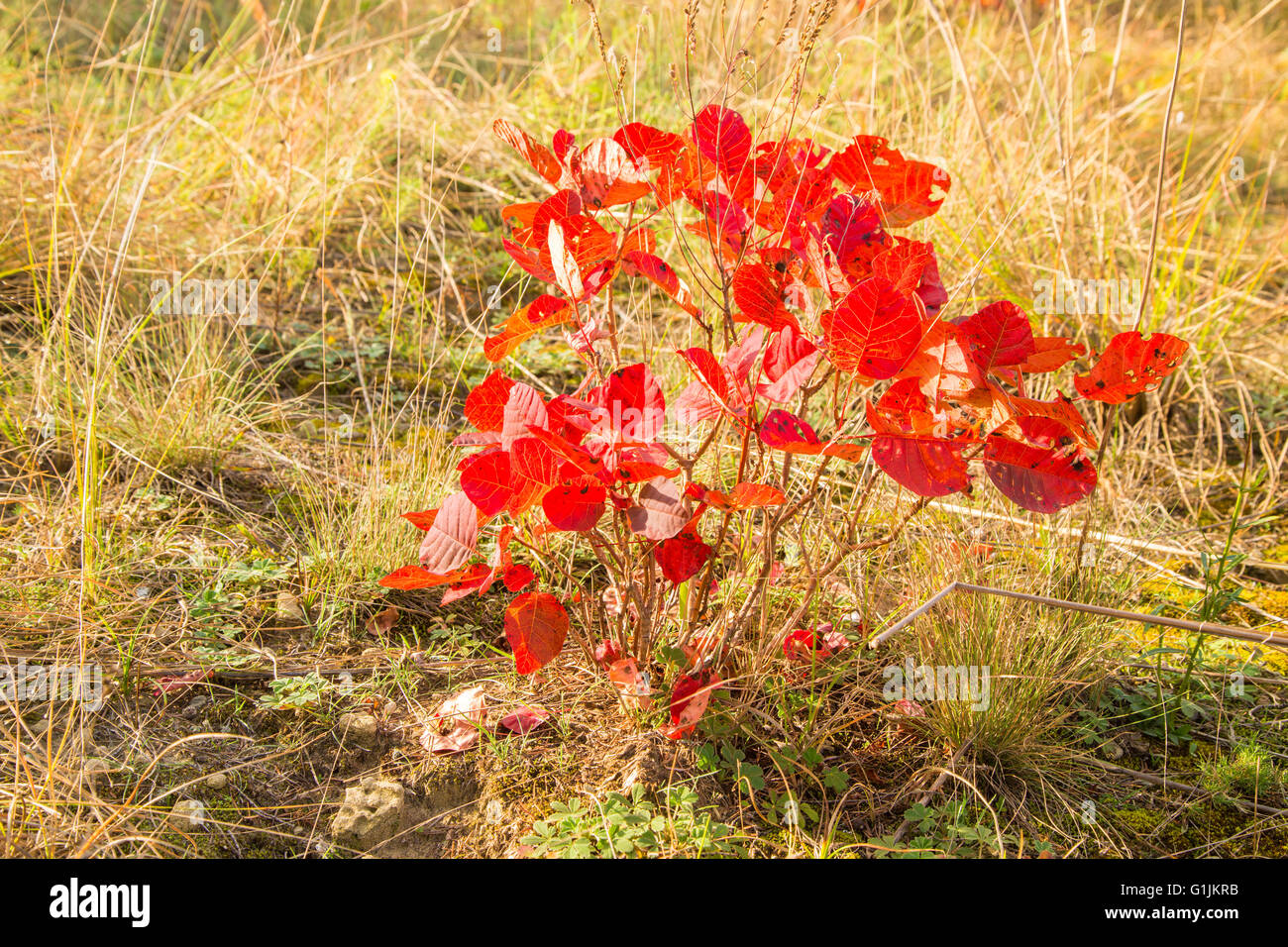Red smoke trees in nature. European smoke bush Stock Photo - Alamy