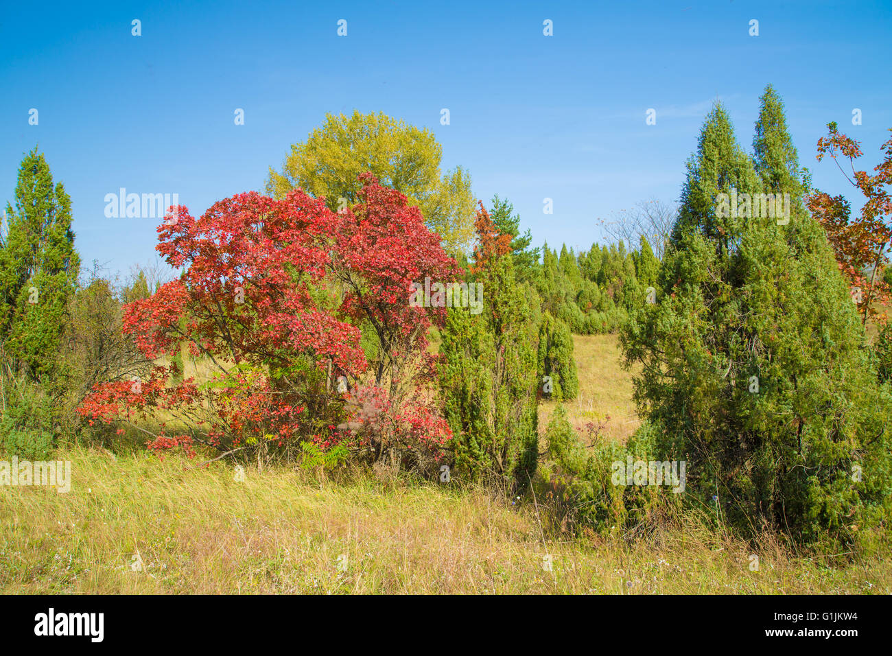 Red smoke trees in nature. European smoke bush Stock Photo - Alamy