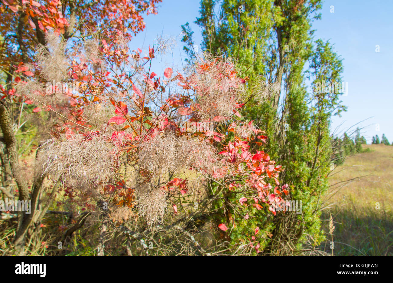 Smoke trees hi-res stock photography and images - Alamy