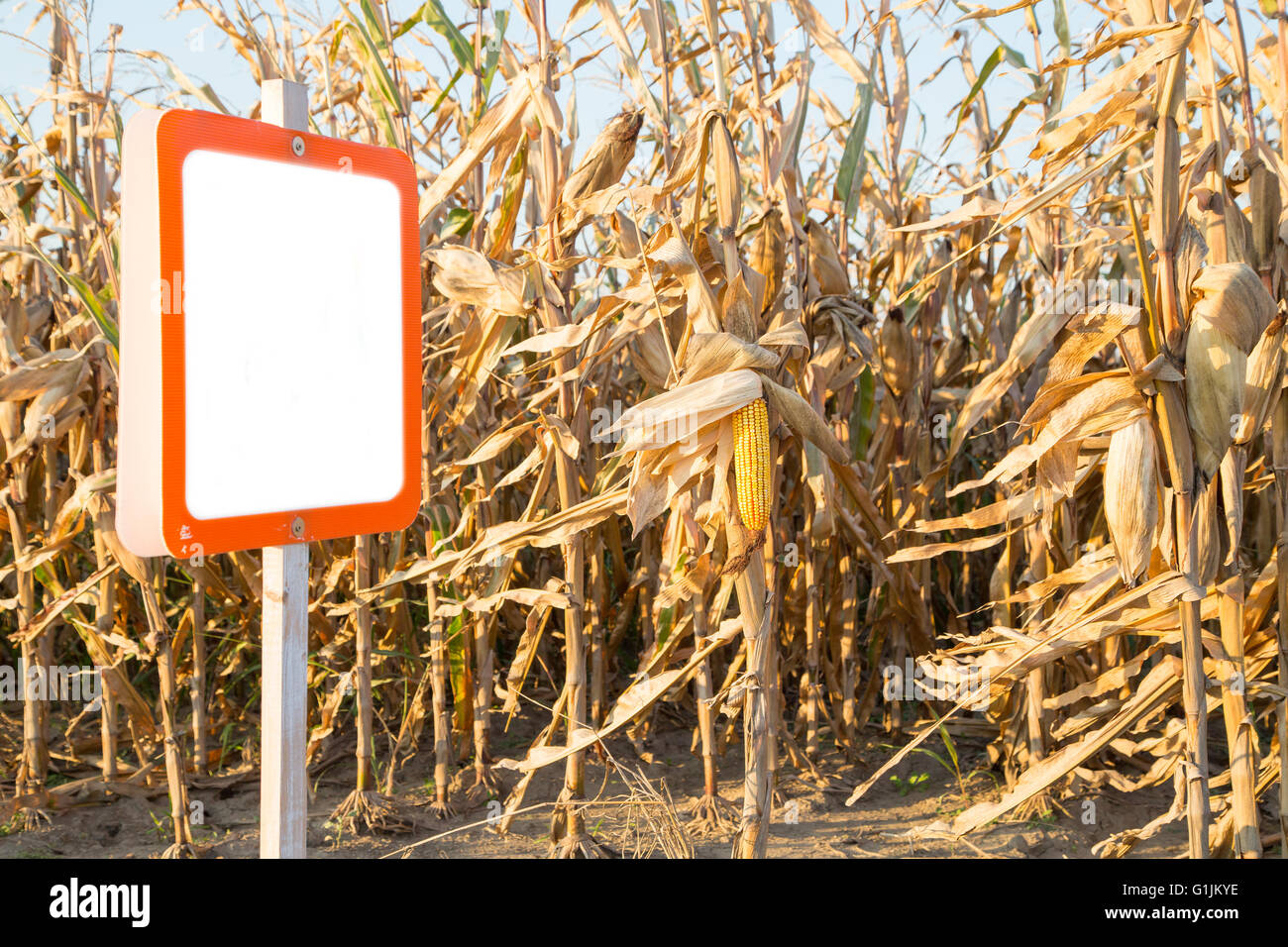Sign corn field hi-res stock photography and images - Alamy