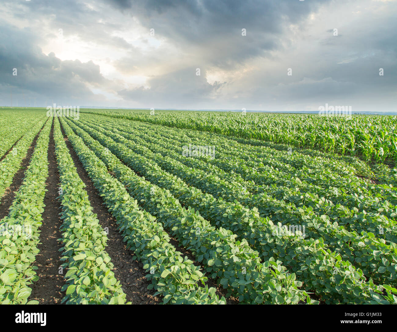 Soya field hi-res stock photography and images - Alamy