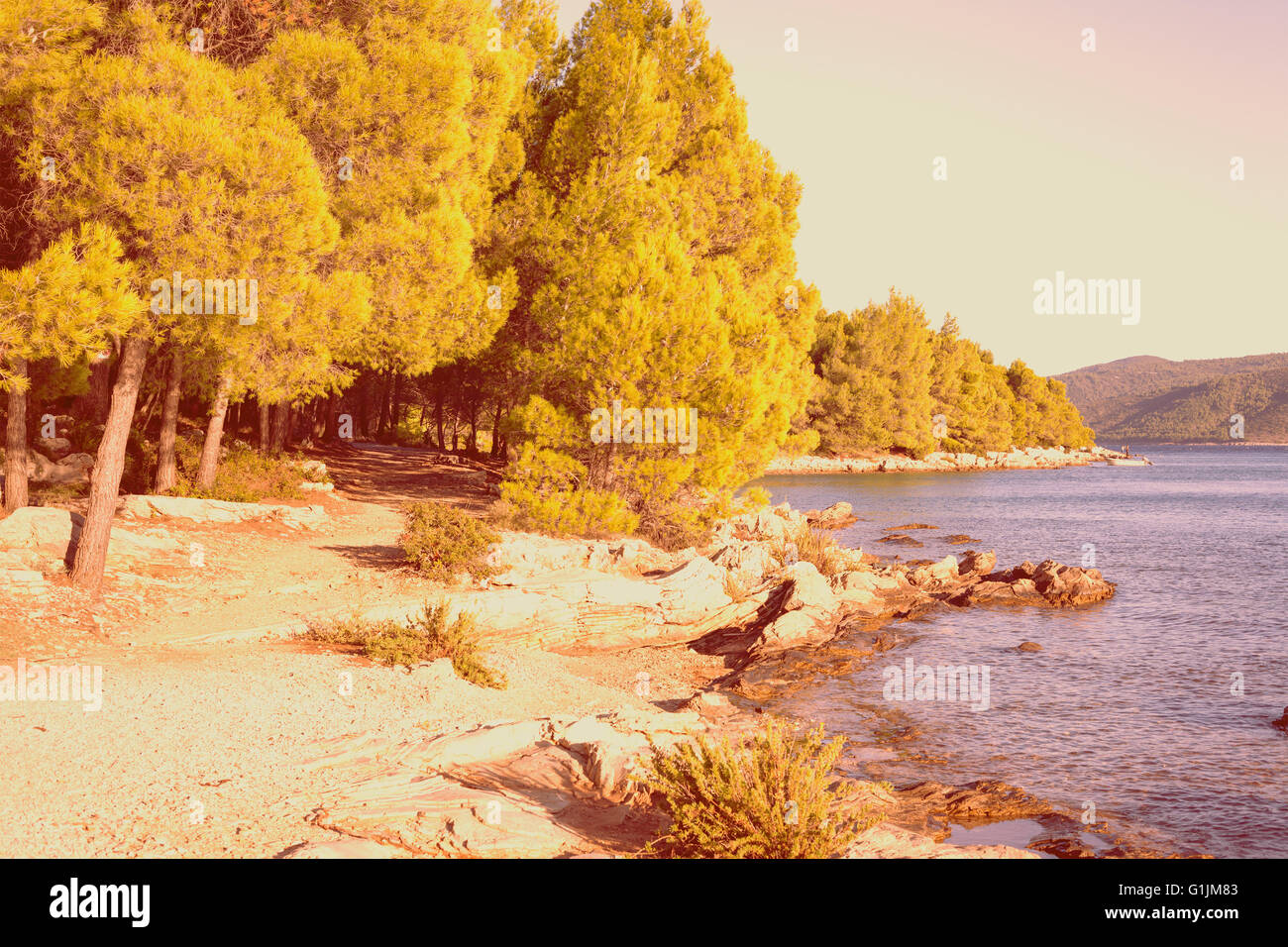 Pine tree beach hi-res stock photography and images - Alamy