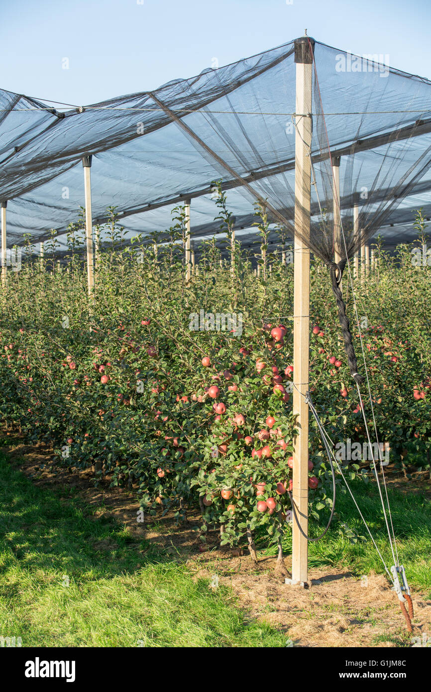 Apple orchard covered with anti hail net Stock Photo - Alamy