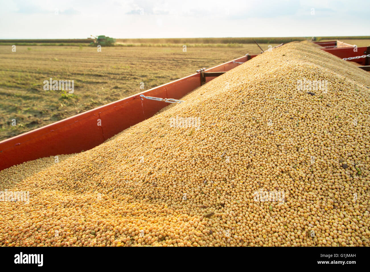 Soy beans in tractor trailer just harvested Stock Photo - Alamy