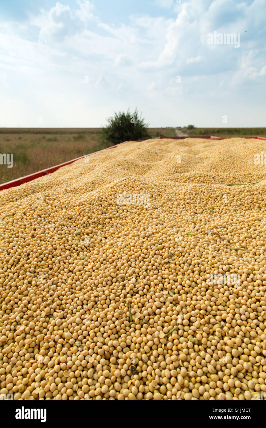Soy beans in tractor trailer just harvested Stock Photo - Alamy