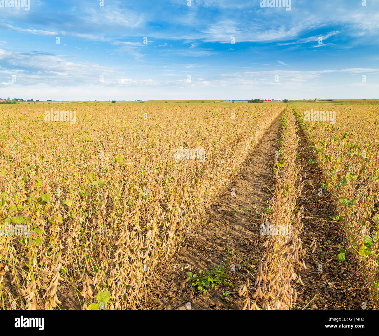 Soybean field ripe just before harvest, agricultural landscape Stock ...